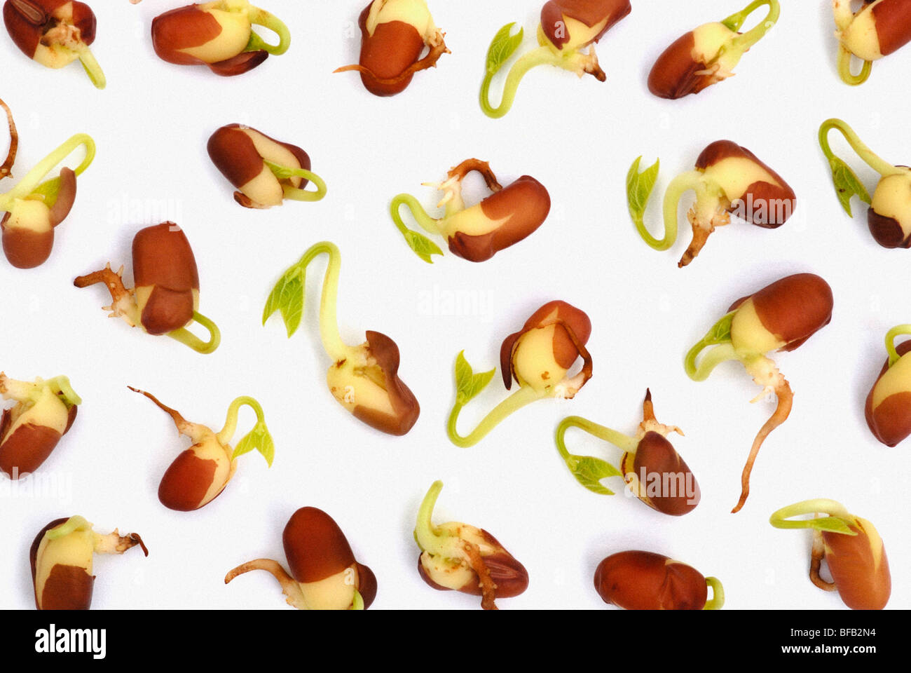 Angularis hi-res stock photography and images - Alamy