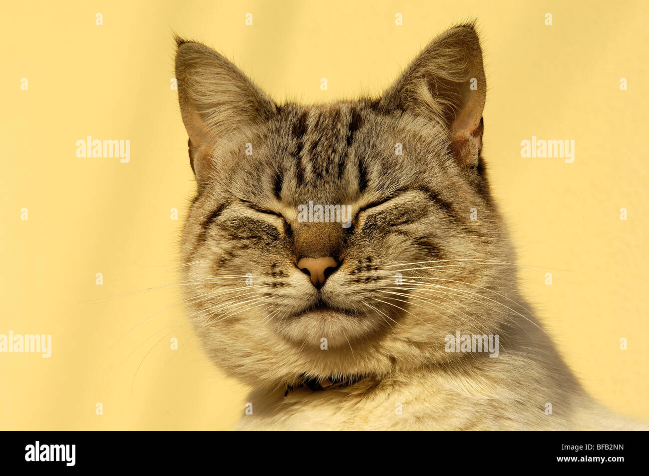 Digitigrade hi-res stock photography and images - Alamy