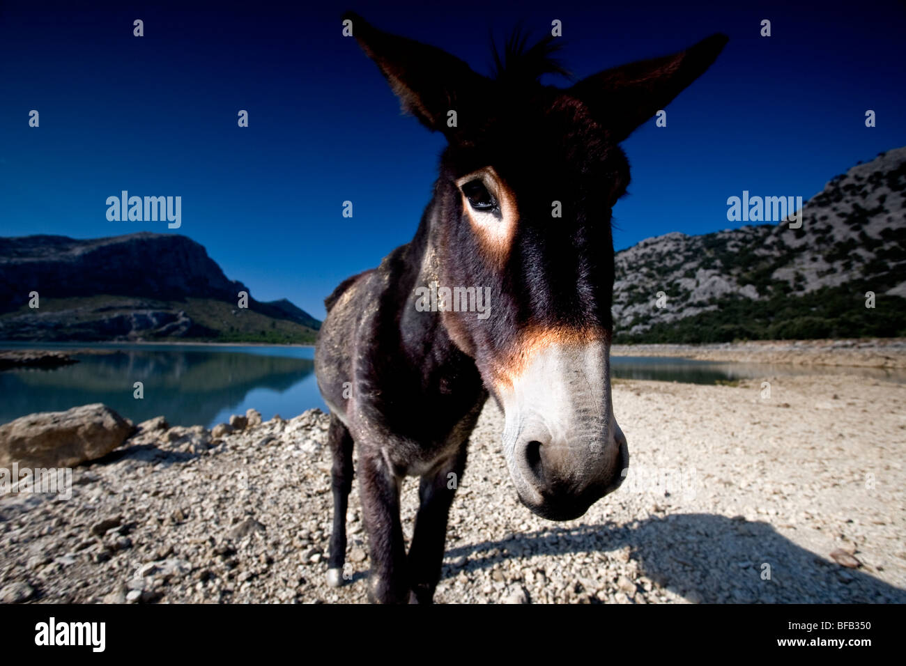 The GR-221 Walking Route - Donkey, Cuber Lake, Tramuntana Mountains ...