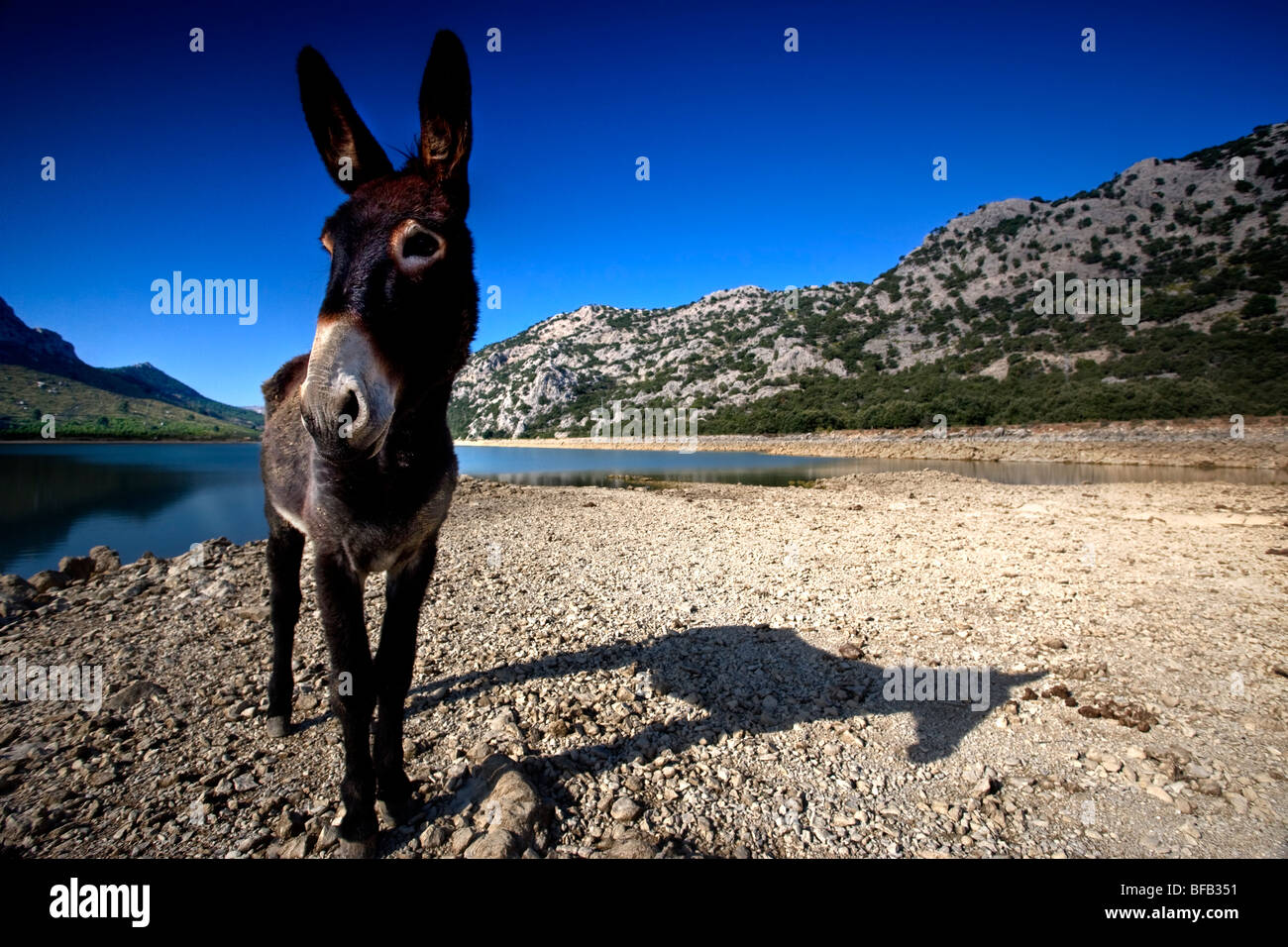 The GR-221 Walking Route - Donkey, Cuber Lake, Tramuntana Mountains ...