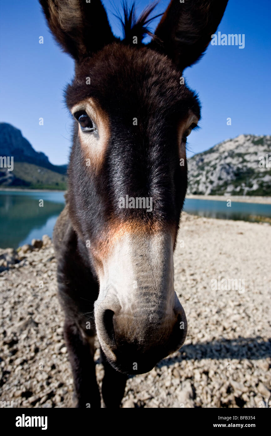 The GR-221 Walking Route - Donkey, Cuber Lake, Tramuntana Mountains ...