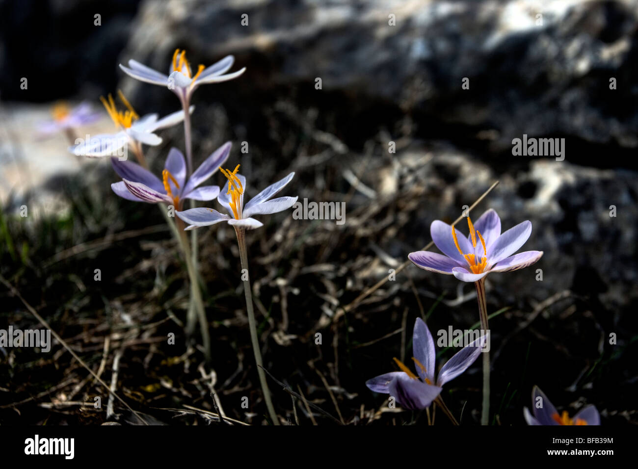 Flora on top of Tomir Mountain, Serra de Tramuntana, Mallorca Stock ...
