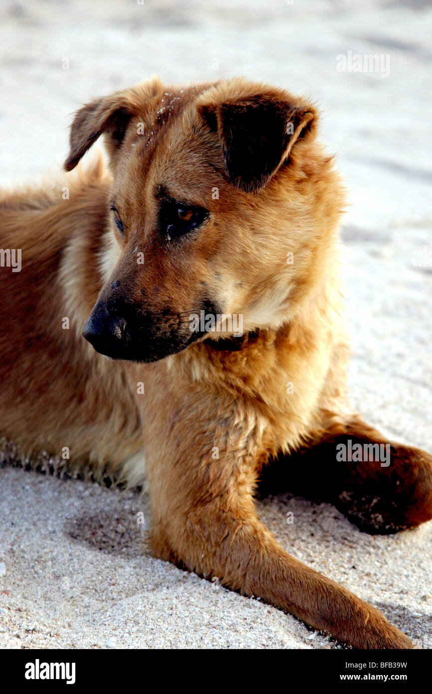 Stray dog on Koh Samui, Thailand Stock Photo - Alamy