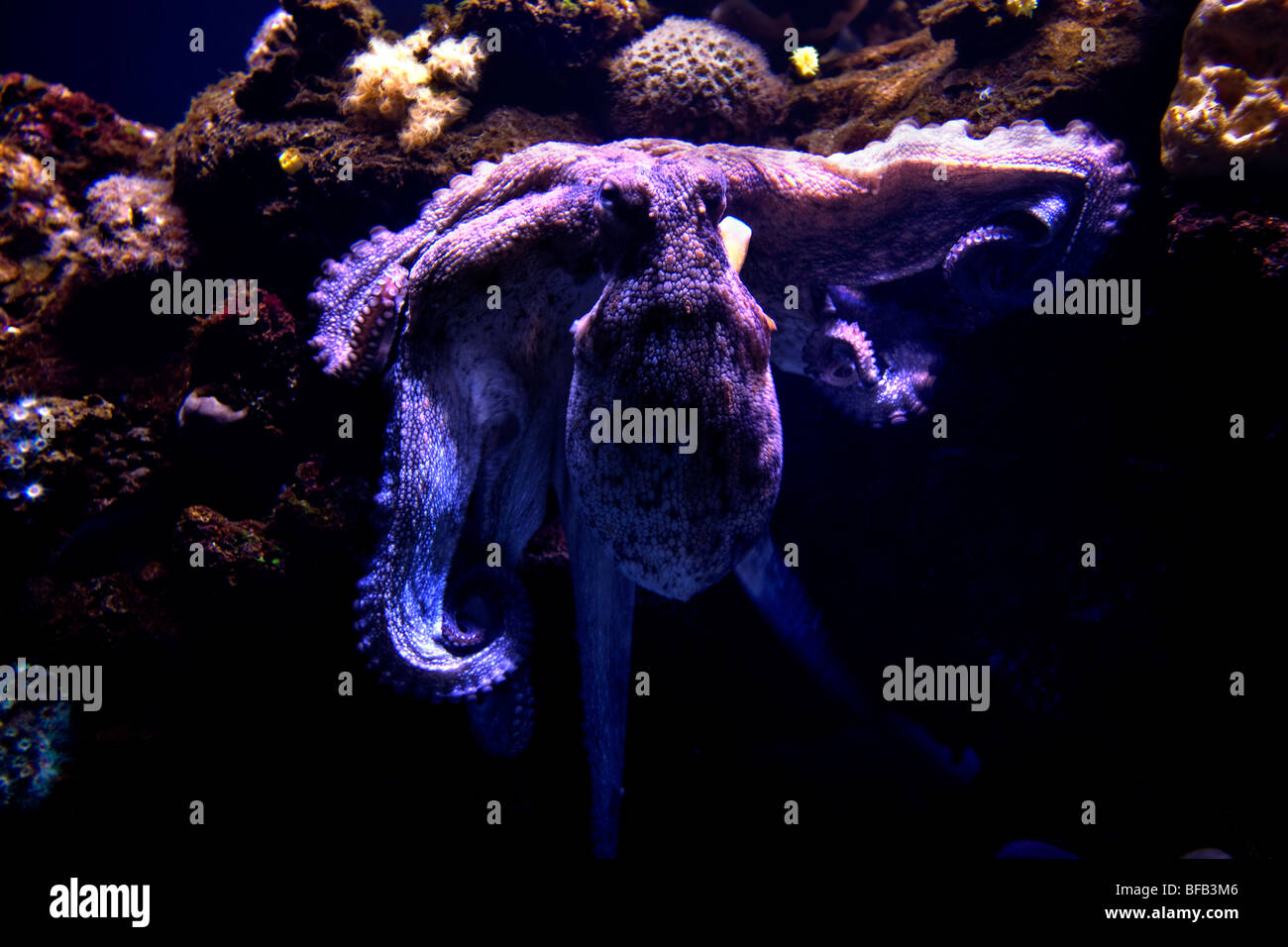 Octopus in aquarium Stock Photo - Alamy