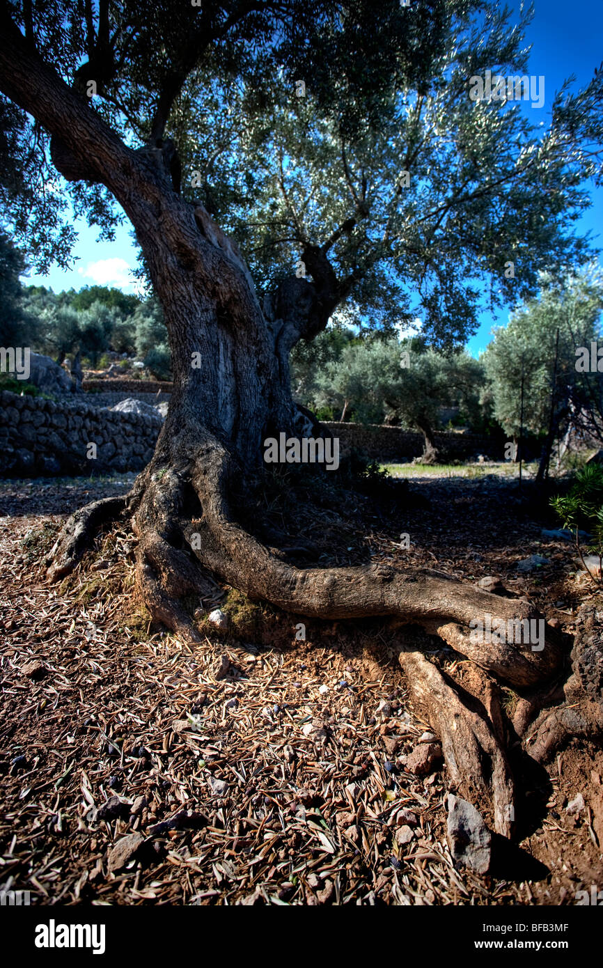 Mallorca orchard tree hi-res stock photography and images - Alamy