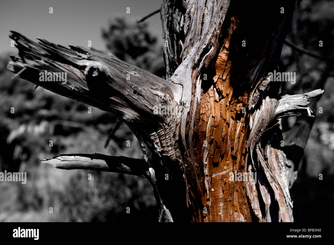 Old dry tree, Mallorca Stock Photo - Alamy