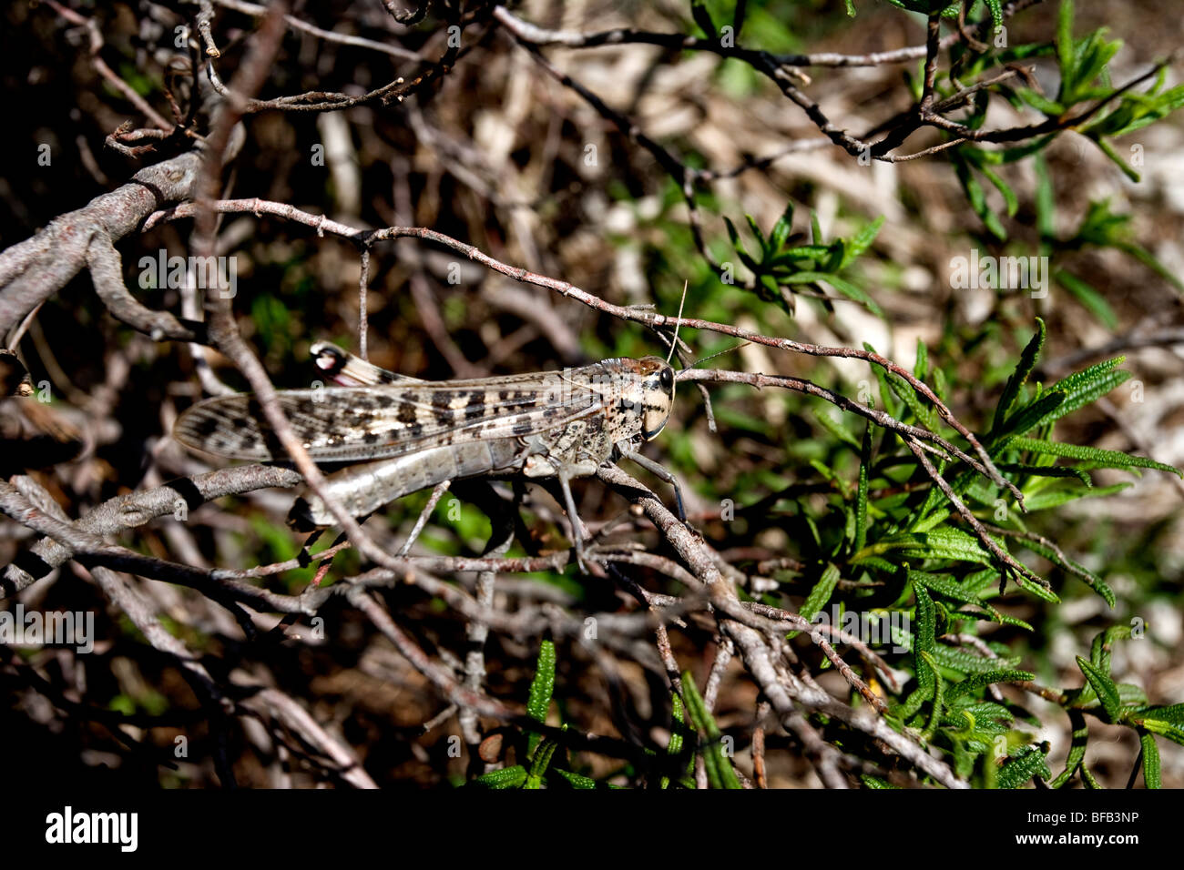 Fauna de mallorca hi-res stock photography and images - Alamy