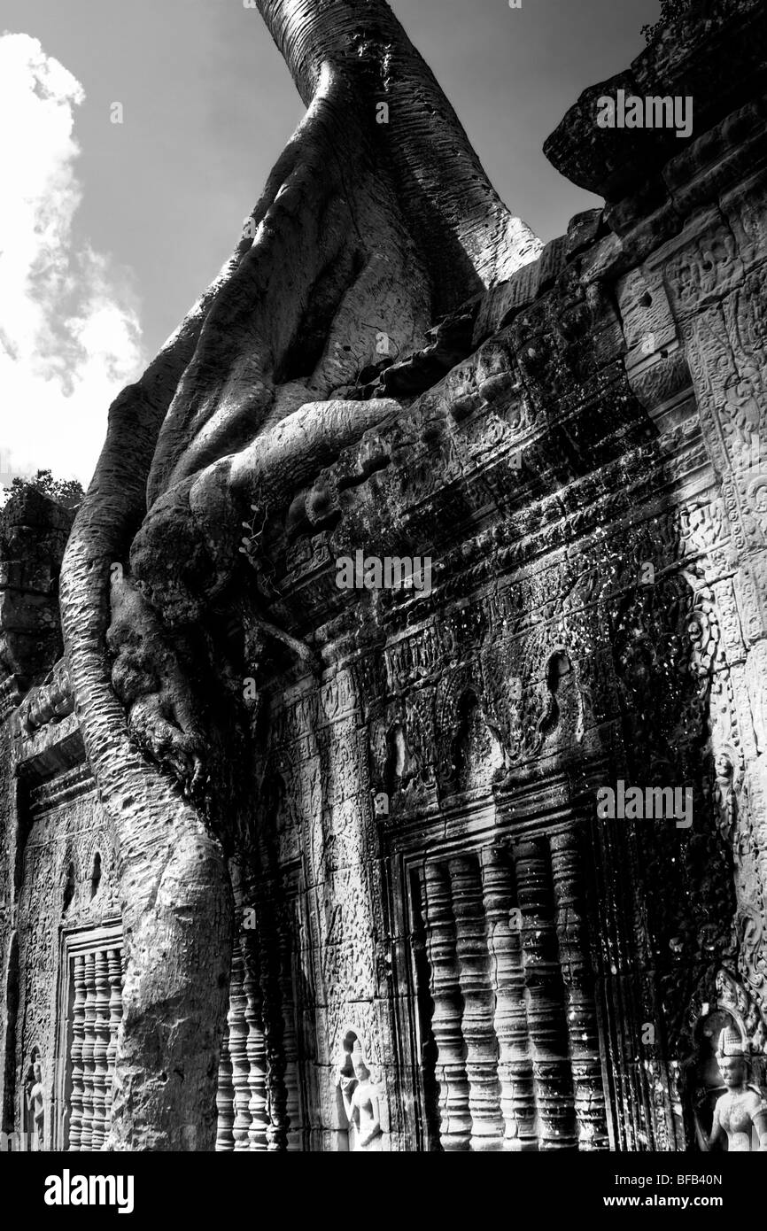 Strangler tree at Preah Khan, Angkor Wat, Siem Reap, Cambodia Stock ...