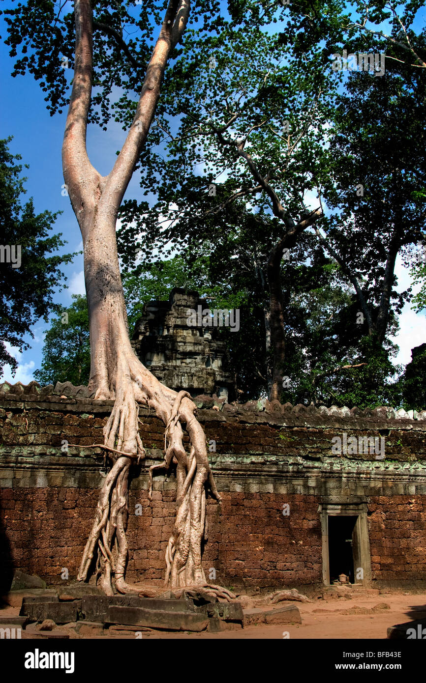 Strangler tree growing on Ta Prohm, Angkor Wat, Cambodia Stock Photo ...