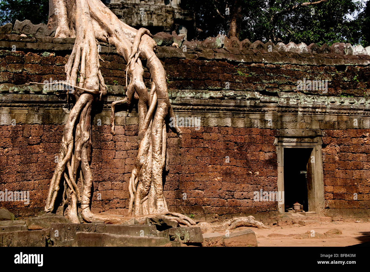 Strangler tree growing on Ta Prohm, Angkor Wat, Cambodia Stock Photo ...