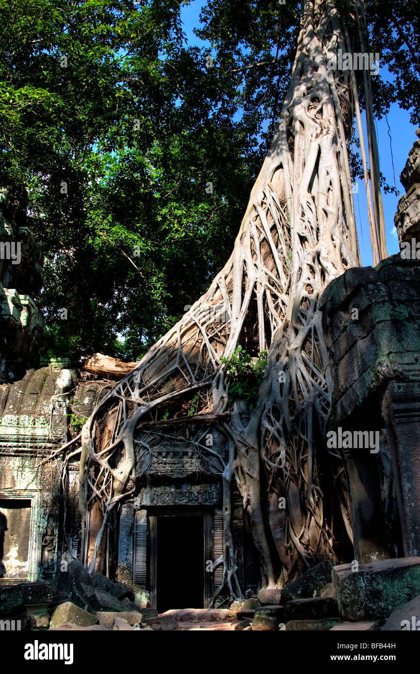 Cambodian temple with fig tree growing on it hi-res stock photography ...