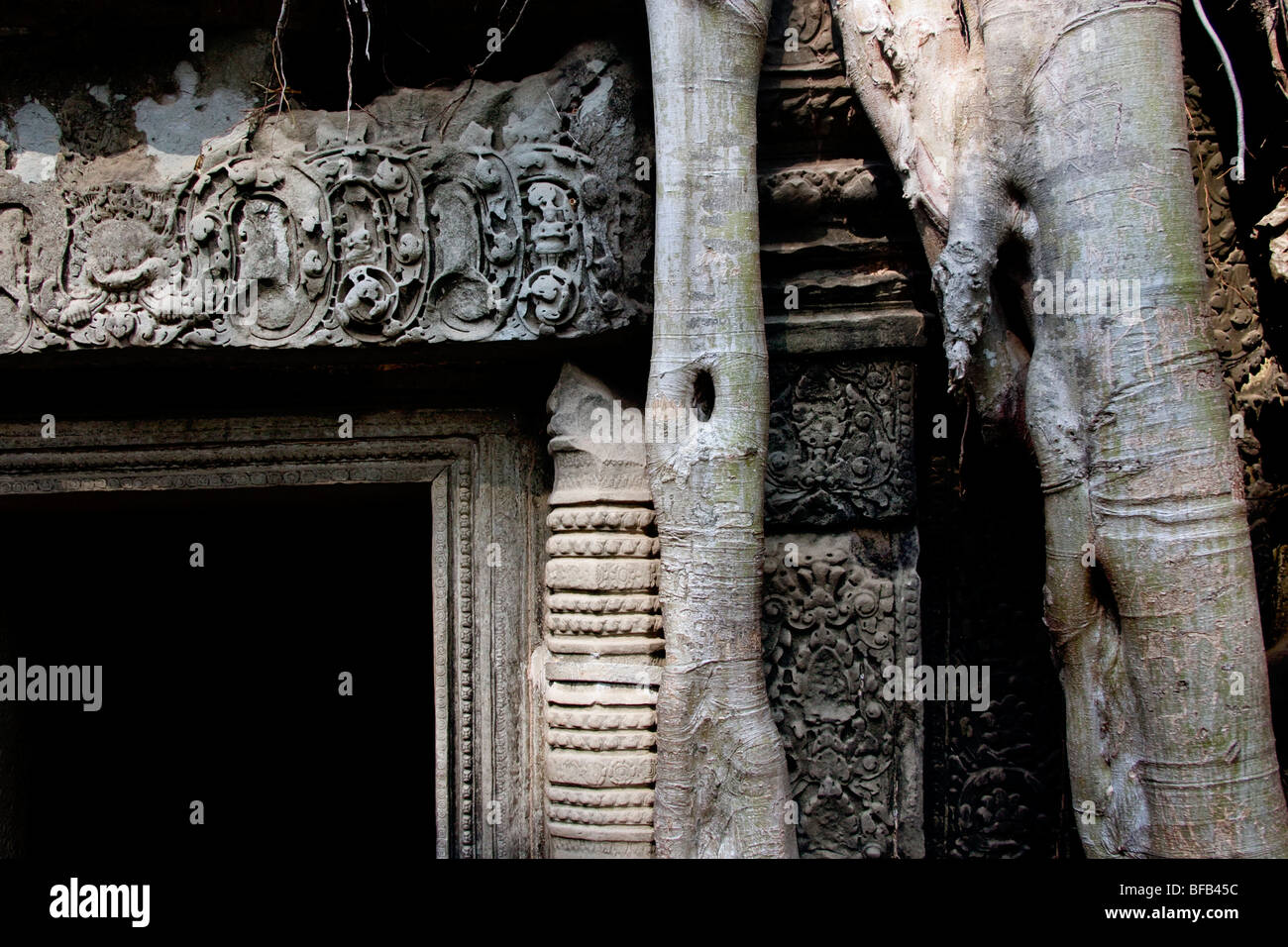 Strangler tree growing on Ta Prohm, Angkor Wat, Cambodia Stock Photo ...