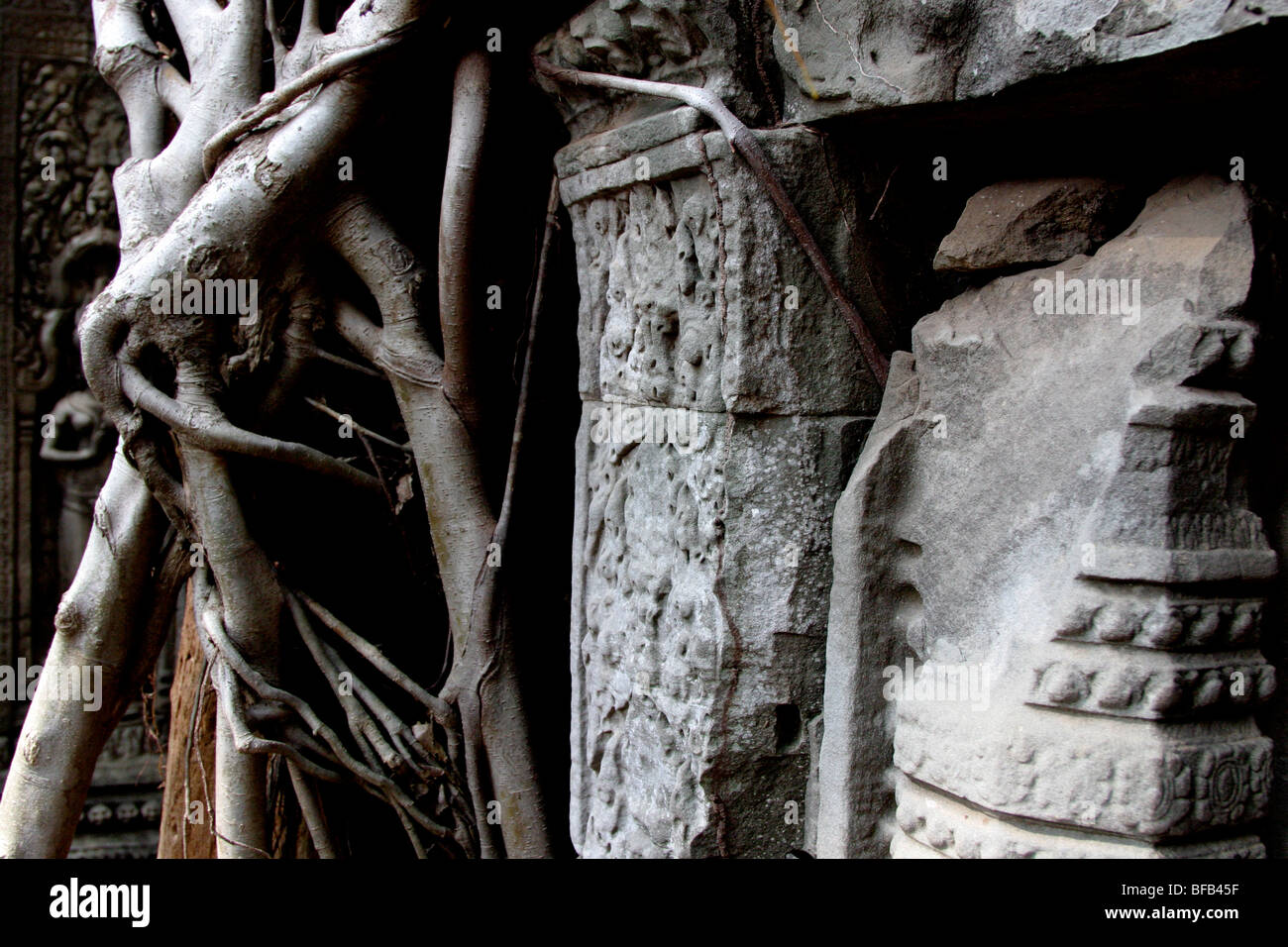 Strangler tree growing on Ta Prohm, Angkor Wat, Cambodia Stock Photo ...