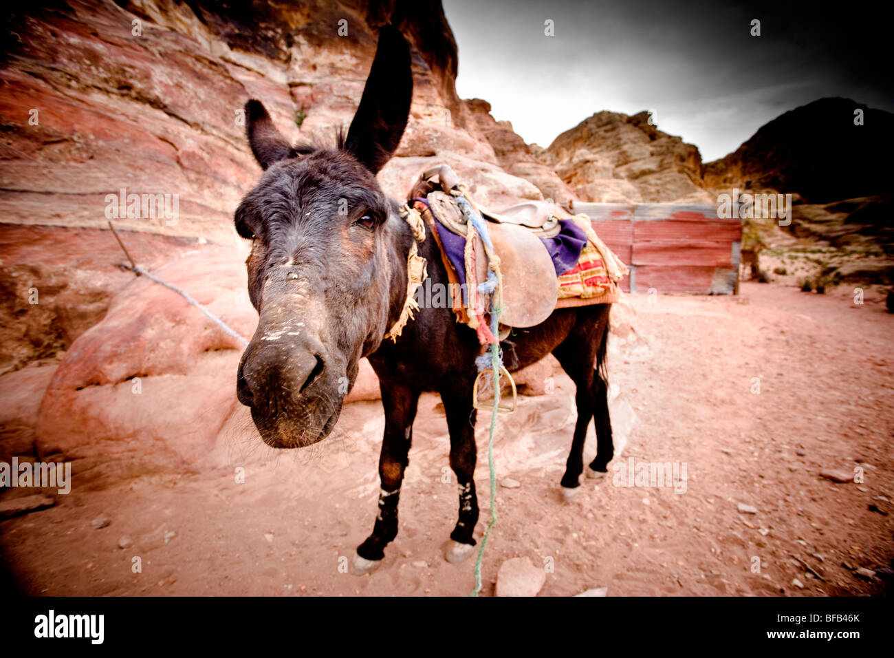 Close up of a mule, Wadi Al-Farasa, Petra, Jordan Stock Photo - Alamy