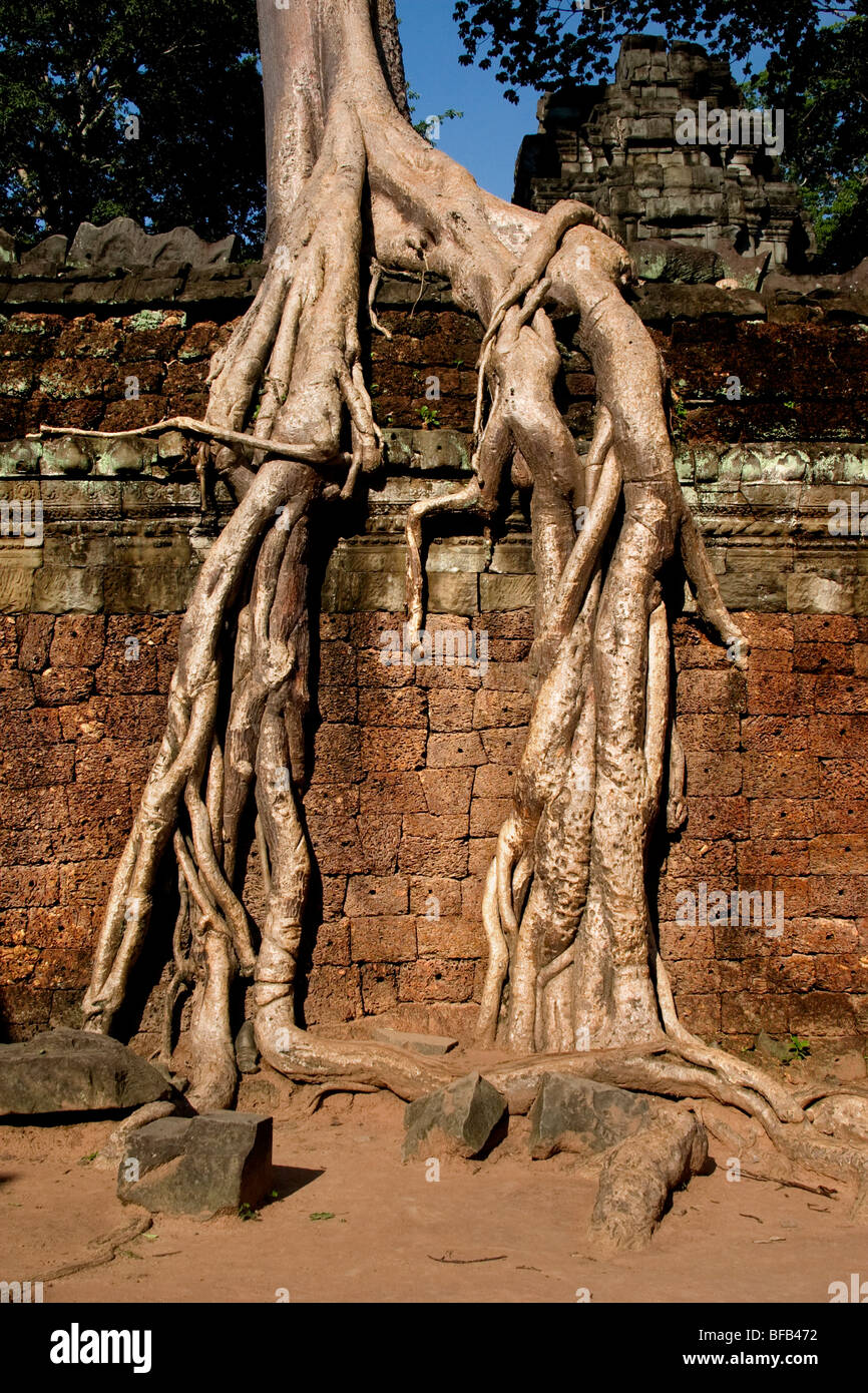 Cambodian temple with fig tree growing on it hi-res stock photography ...