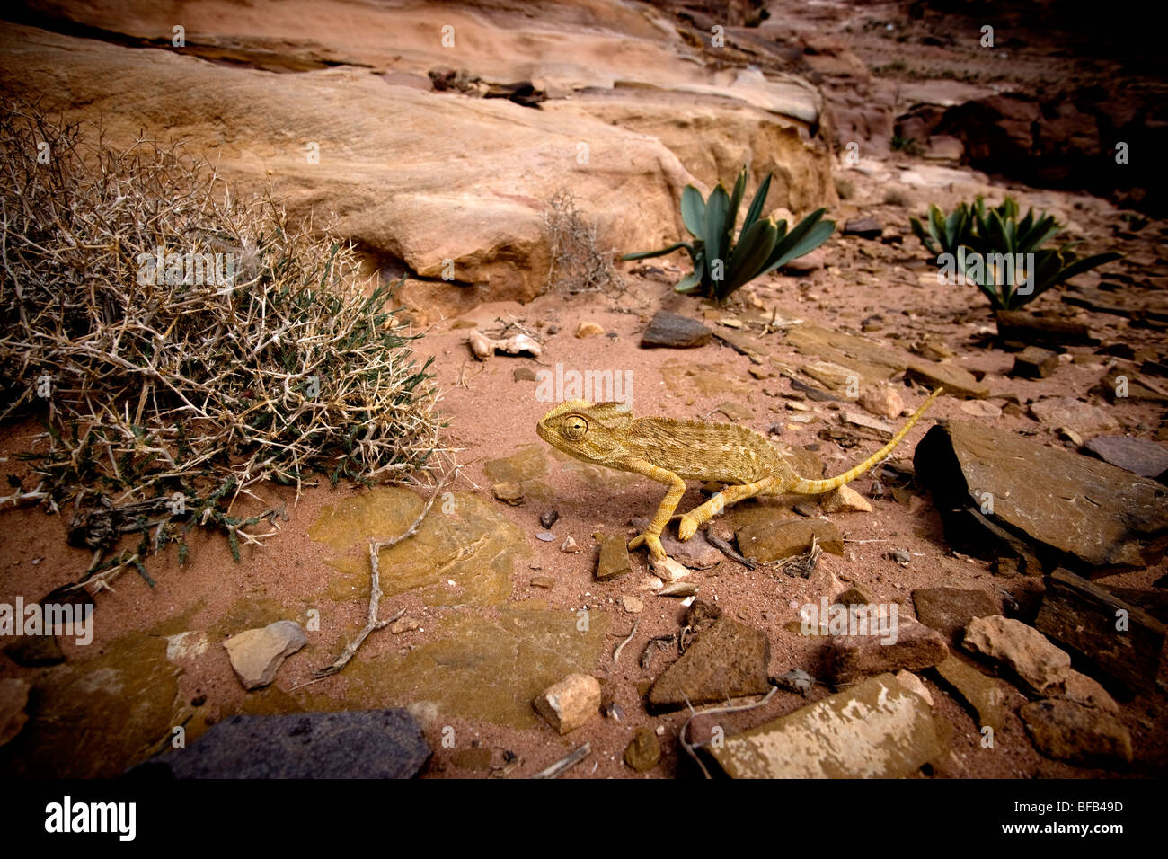 Jordan lizard hi-res stock photography and images - Alamy