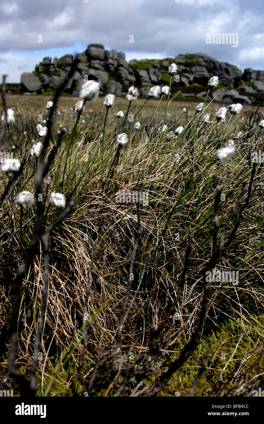 Heather oakes hi-res stock photography and images - Alamy