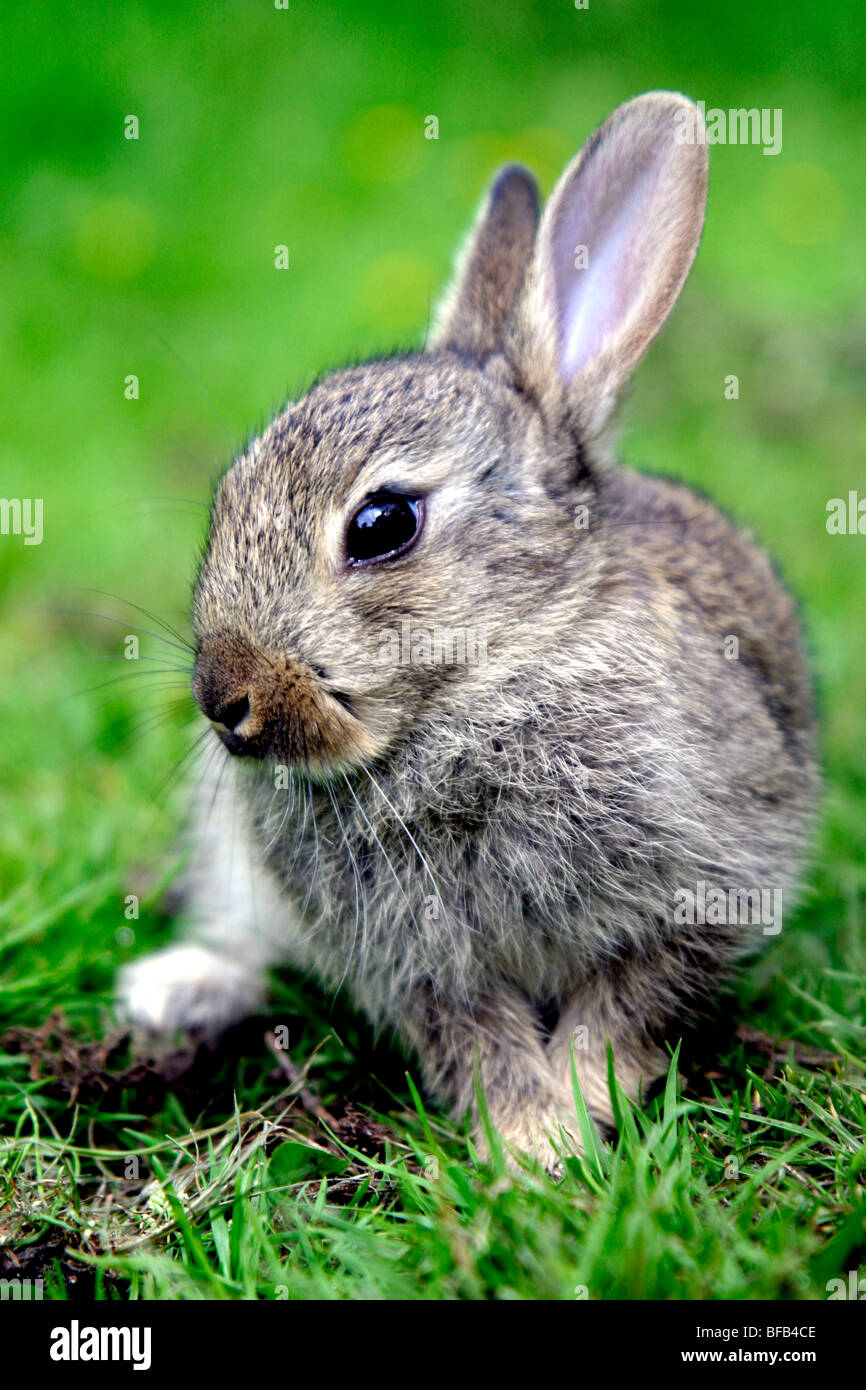Wild baby rabbit, North Yorkshire, England Stock Photo - Alamy