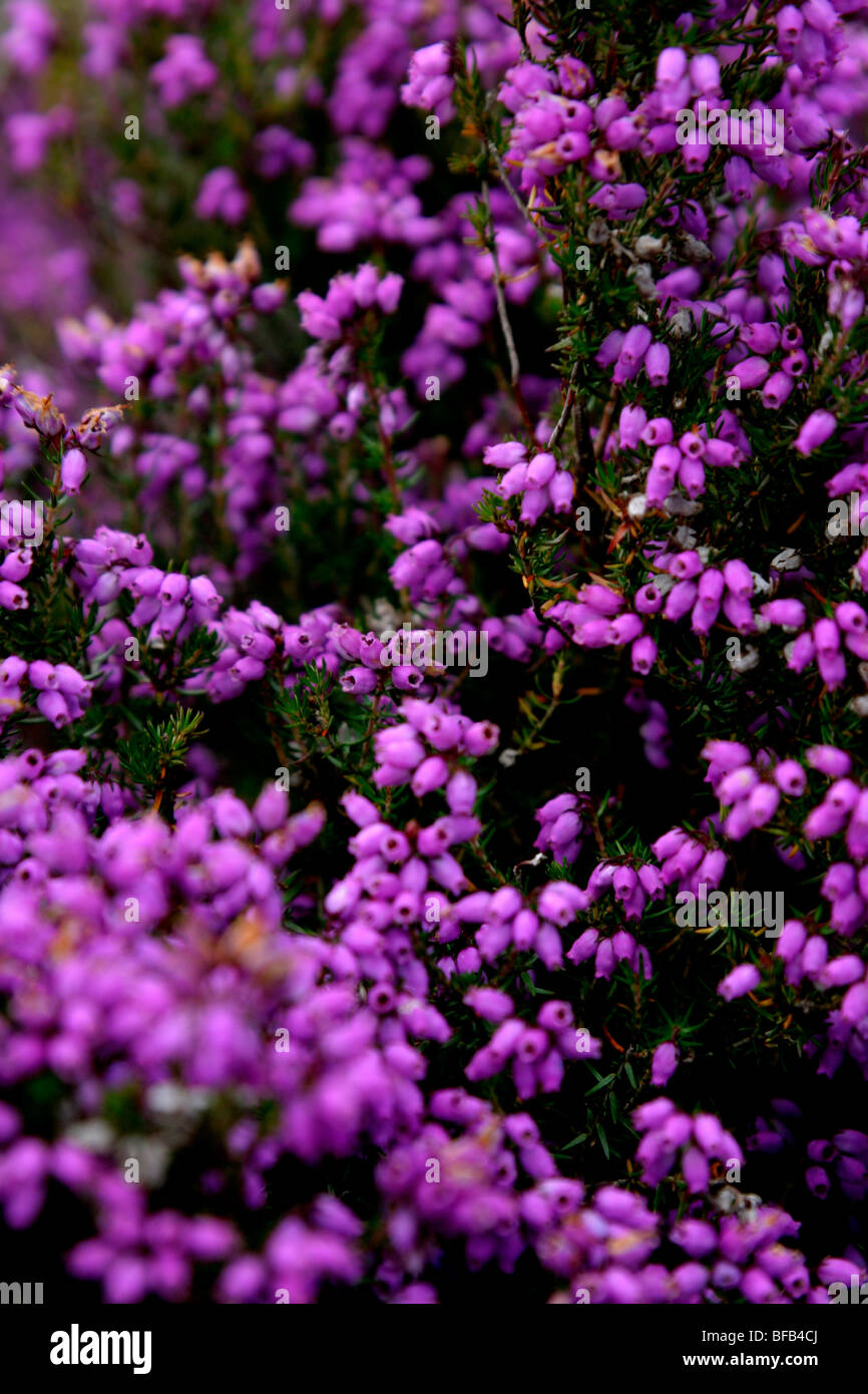 Heather oakes hi-res stock photography and images - Alamy