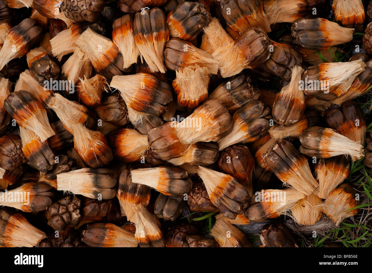 Eaten pandanus segments -- an important traditional source of vitamins ...