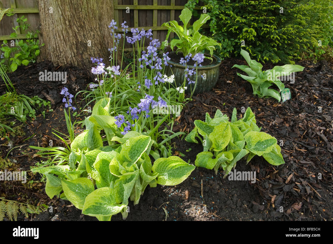 Hosta collection growing in semi shaded area of garden Stock Photo - Alamy