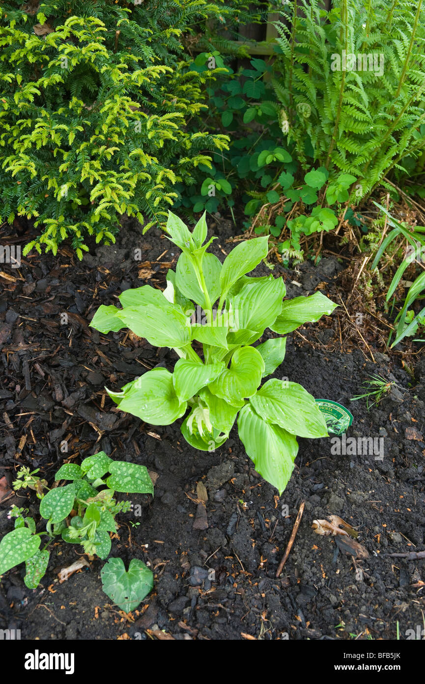 Shaded garden border hi-res stock photography and images - Alamy