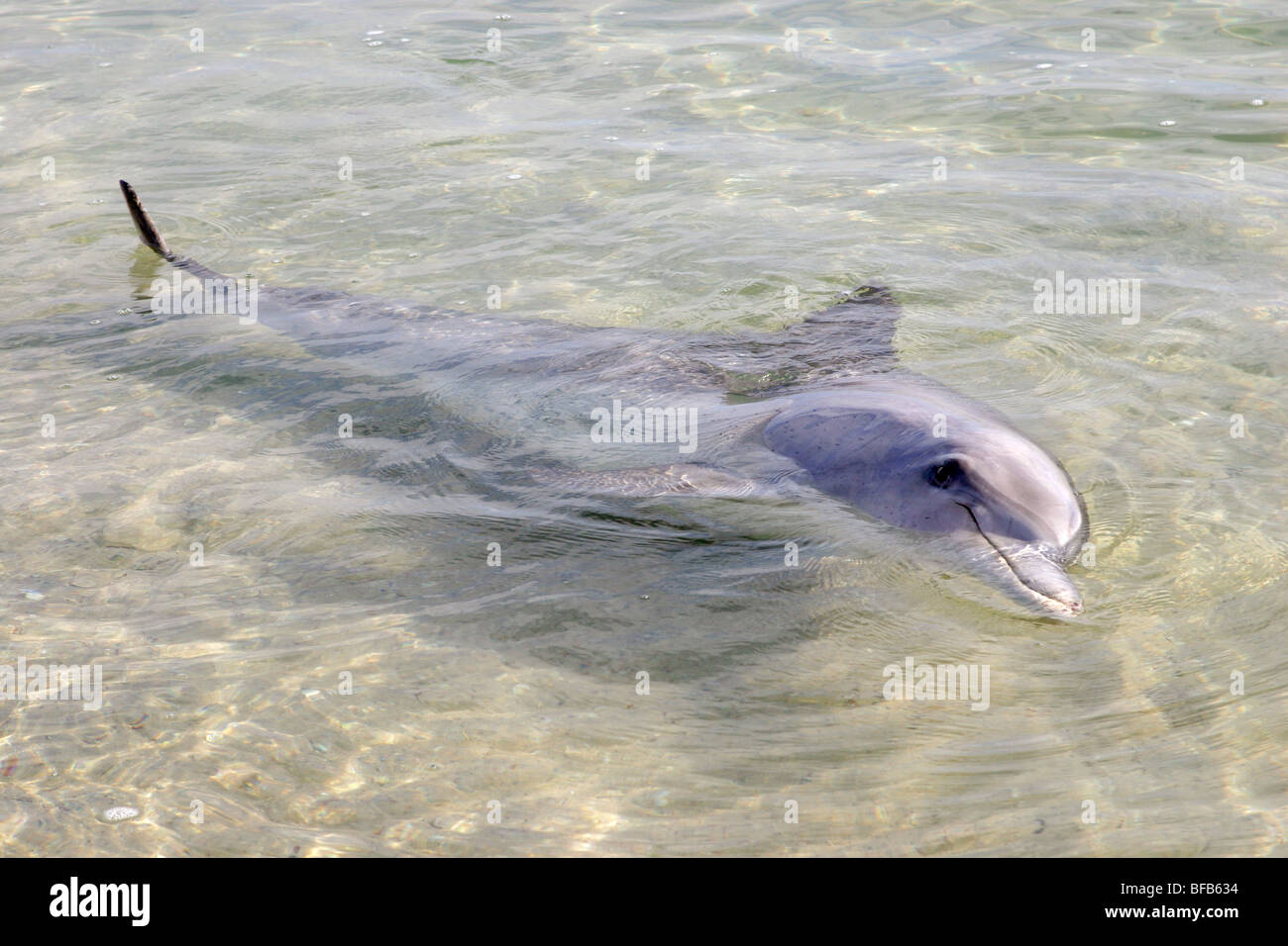 Dolphin at Shark Bay, Monkey Mia, Western Australia Stock Photo - Alamy