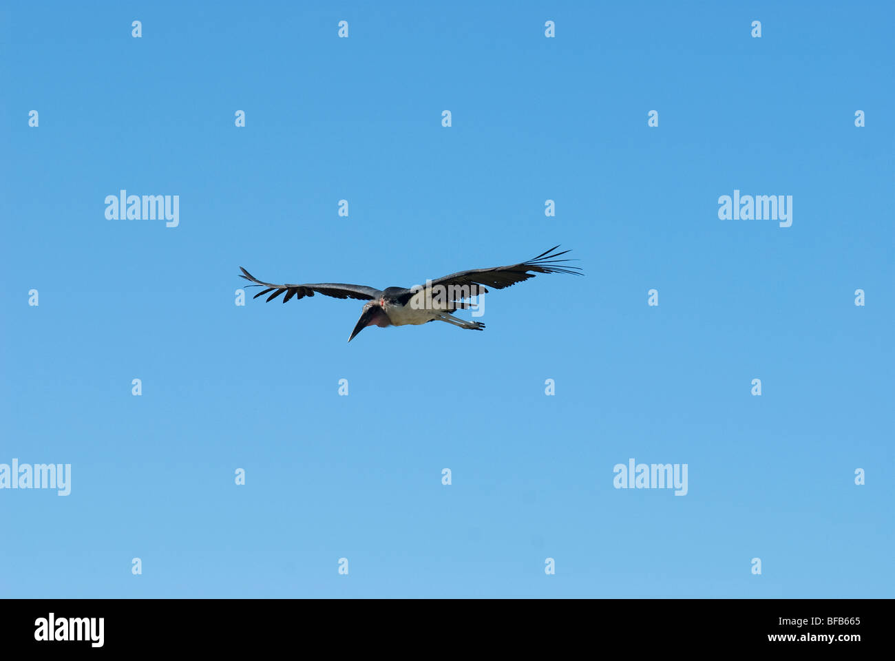 marabou stork flying Stock Photo - Alamy