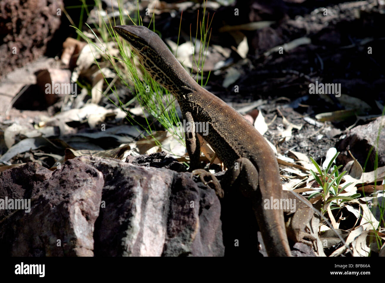 Monitor lizard enjoying the sun, Kakadu, Australia Stock Photo - Alamy