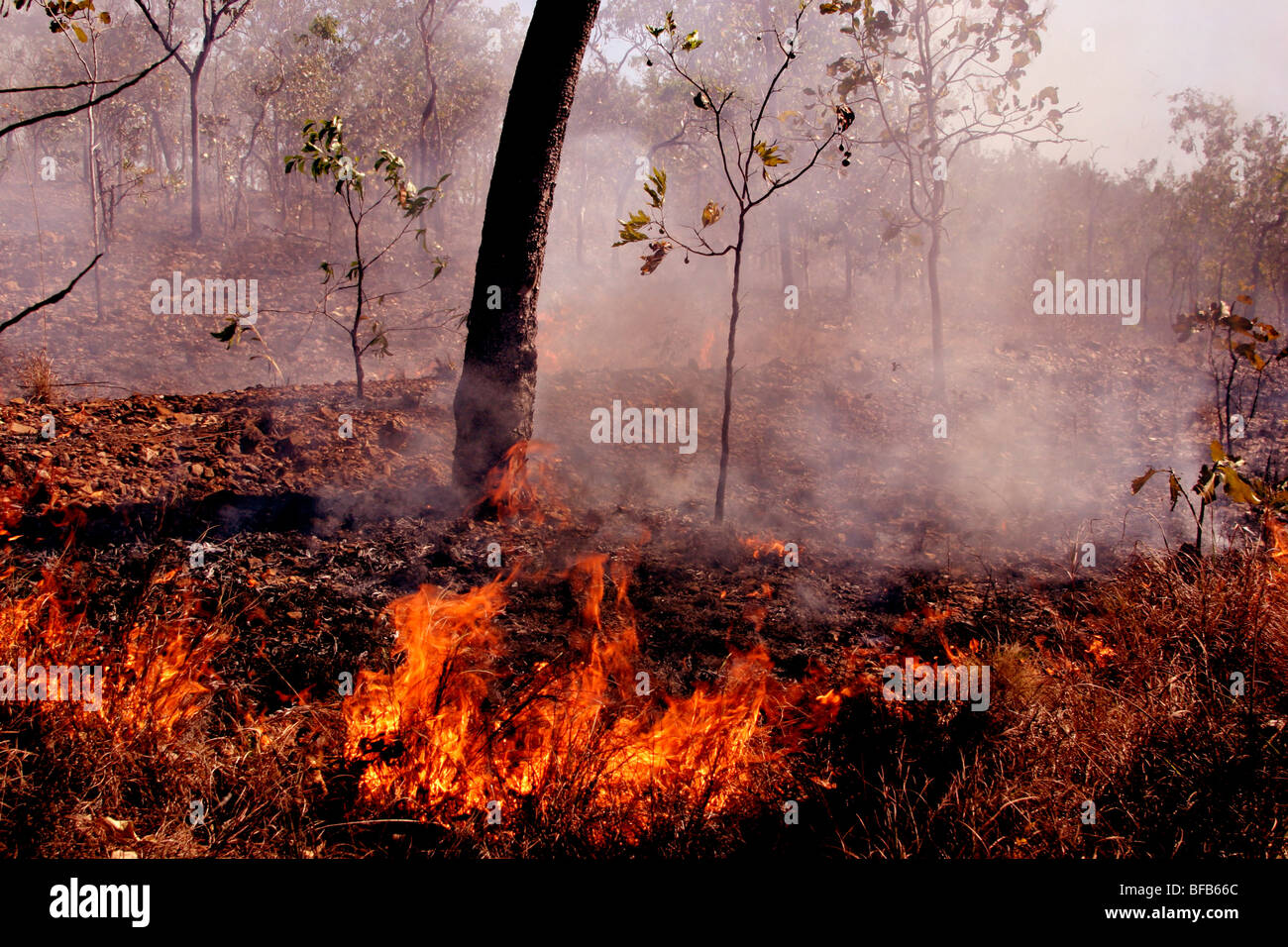 Bushfire at Kakadu national park, Northern Territory, Australia Stock ...
