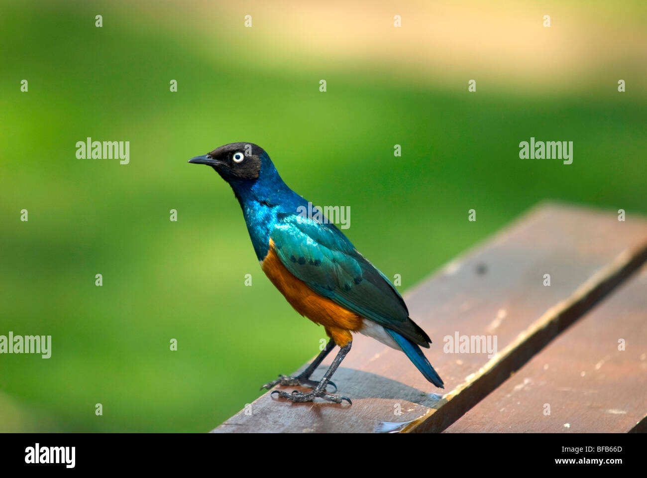 Superb starling africa hi-res stock photography and images - Alamy