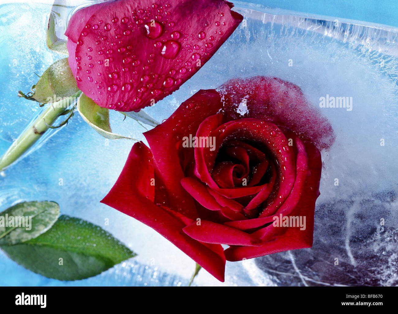 Frozen red roses in ice on blue background Stock Photo - Alamy