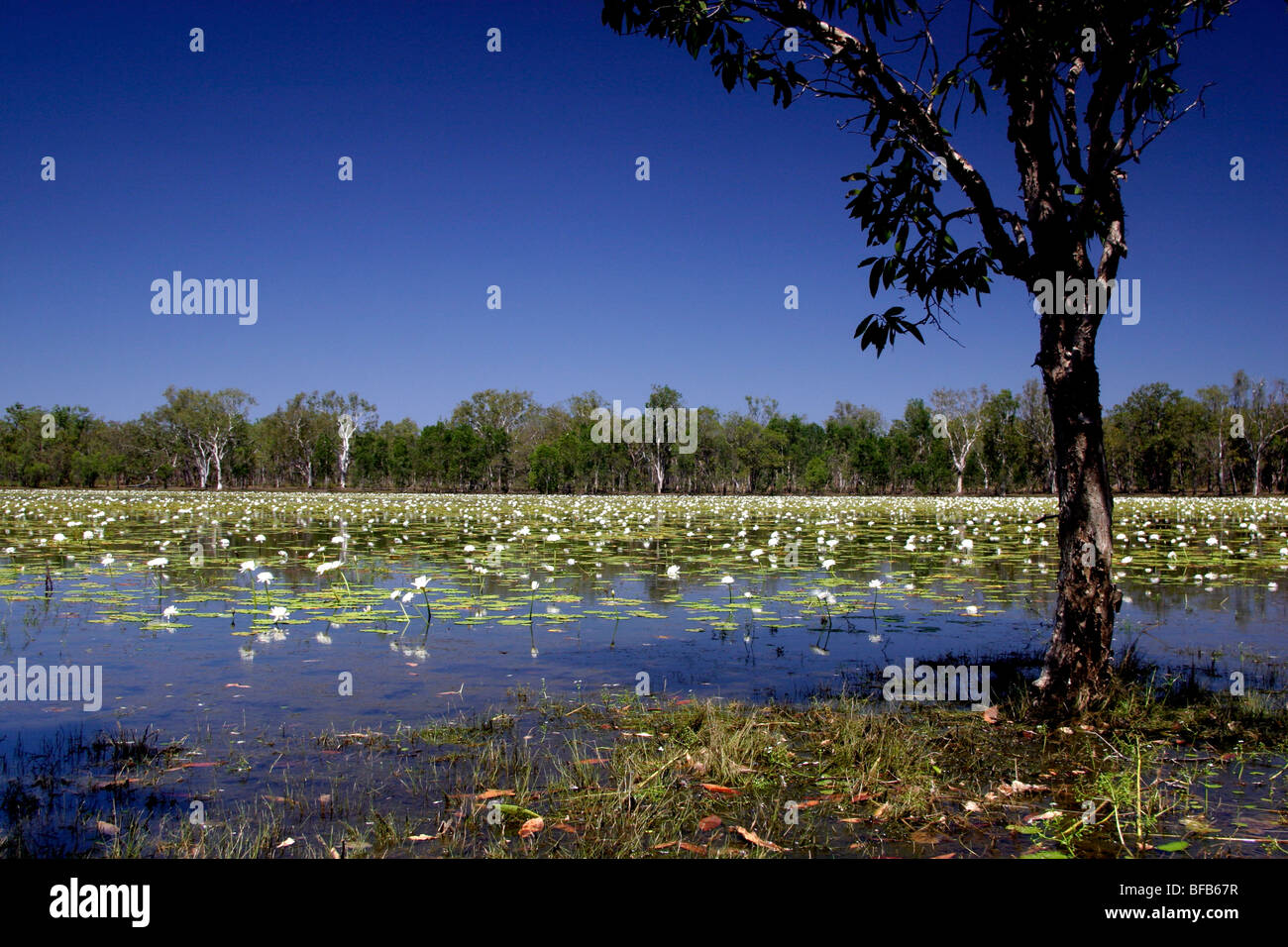 Outback australian billabong water hole hi-res stock photography and ...