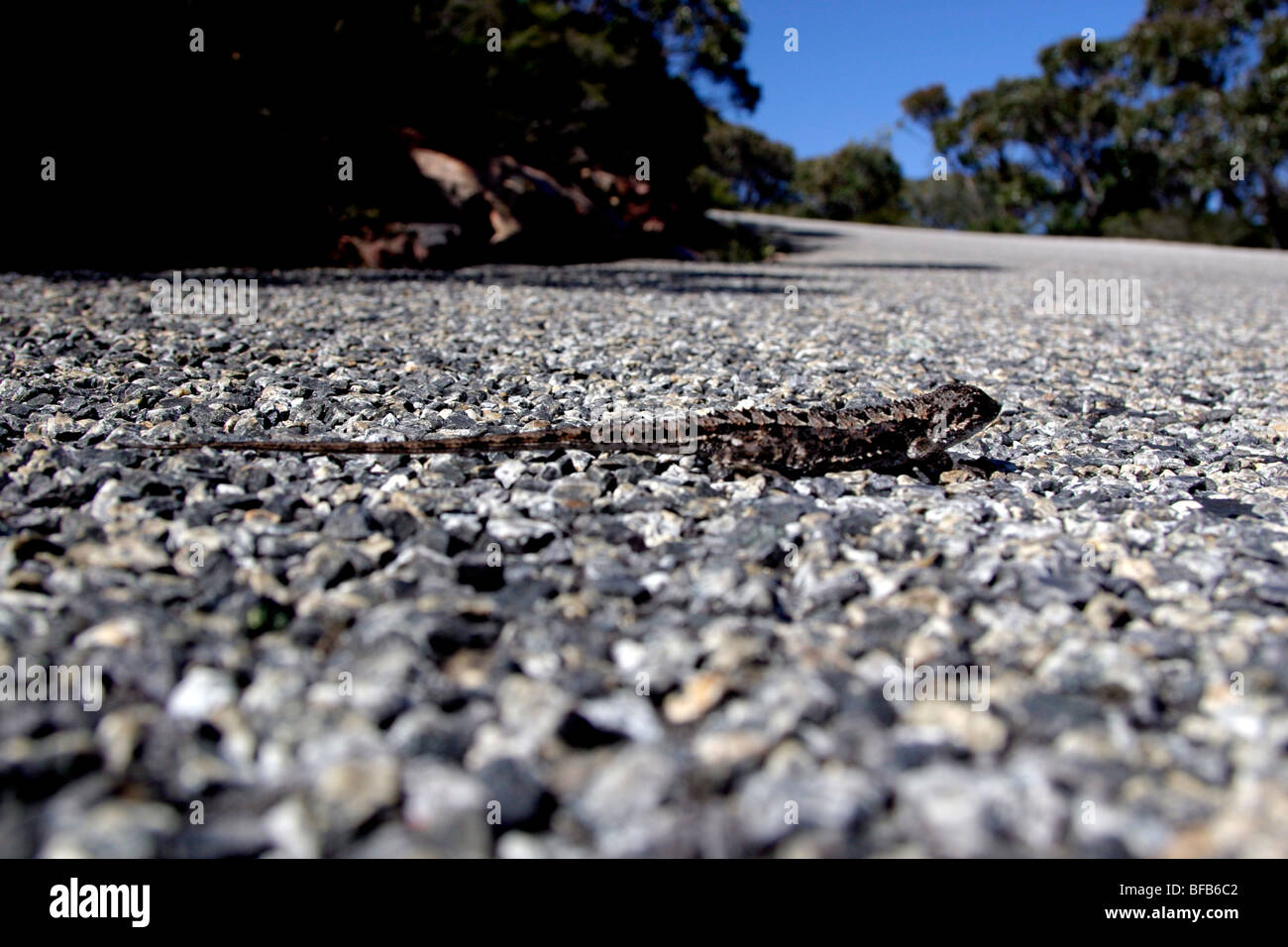 A lizard on the road, Victoria, Australia Stock Photo - Alamy