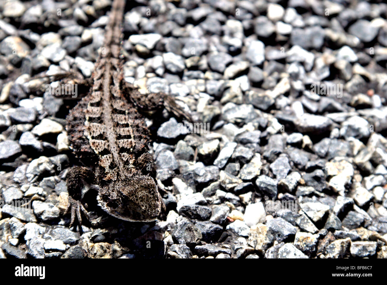 A lizard on the road hi-res stock photography and images - Alamy