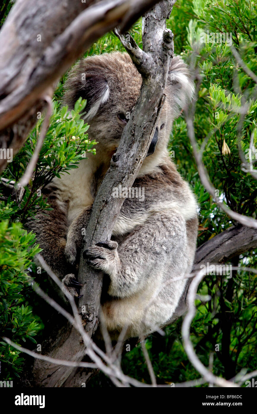 Koala sam hi-res stock photography and images - Alamy