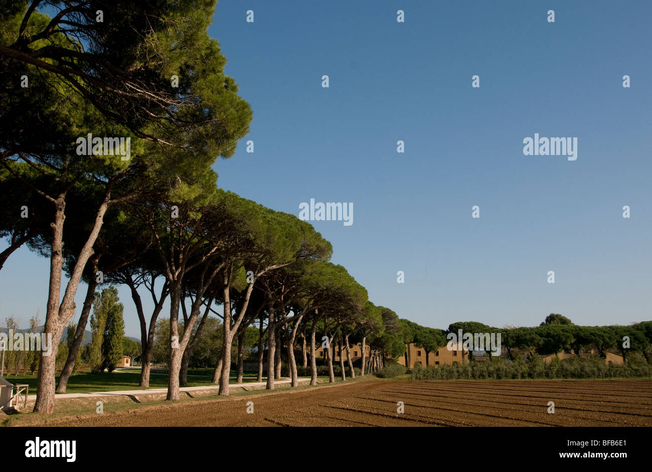 Rural avenue with pine trees in Tuscany, Italy Stock Photo - Alamy