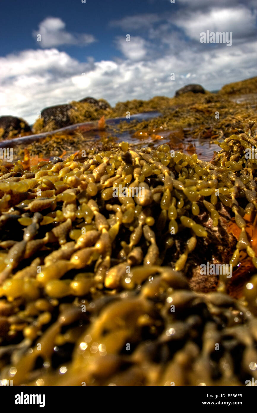 Seaweed on the Great Ocean Road, Australia Stock Photo - Alamy
