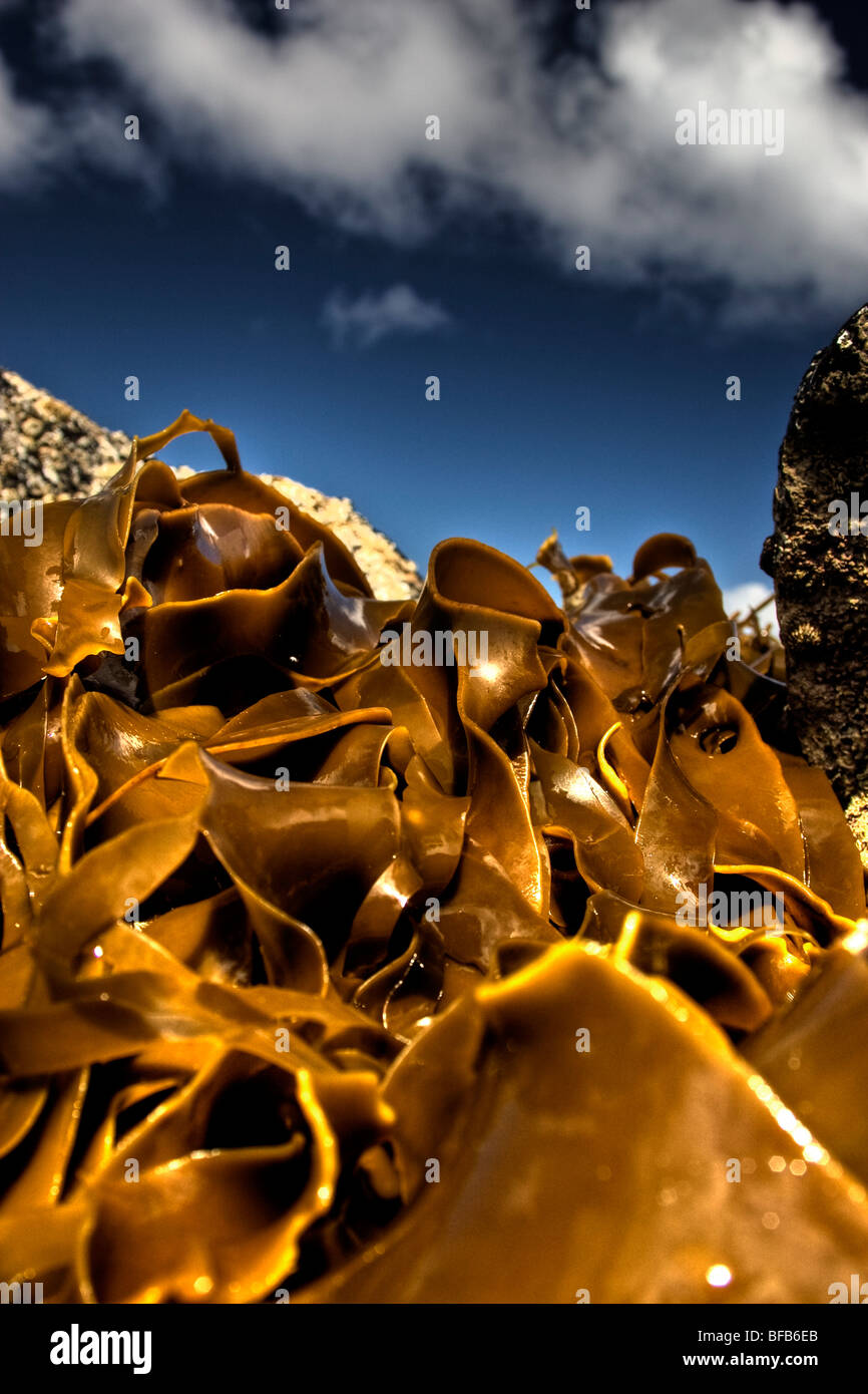 Seaweed on the Great Ocean Road, Australia Stock Photo - Alamy