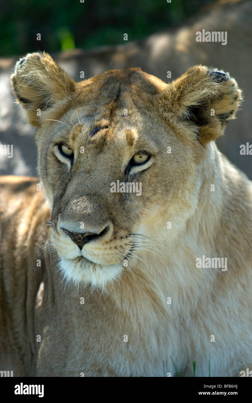 Lions lioness headshot hi-res stock photography and images - Alamy