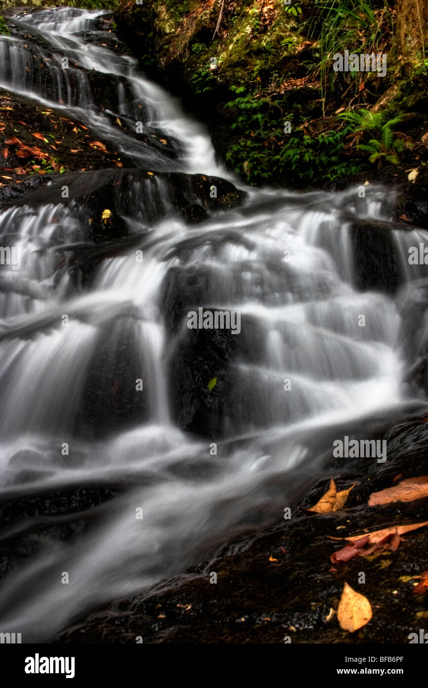 Waterfall in a lush forest, Queensland, Australia Stock Photo - Alamy