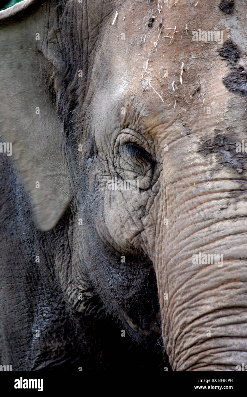 Elephant, Australia zoo Stock Photo - Alamy