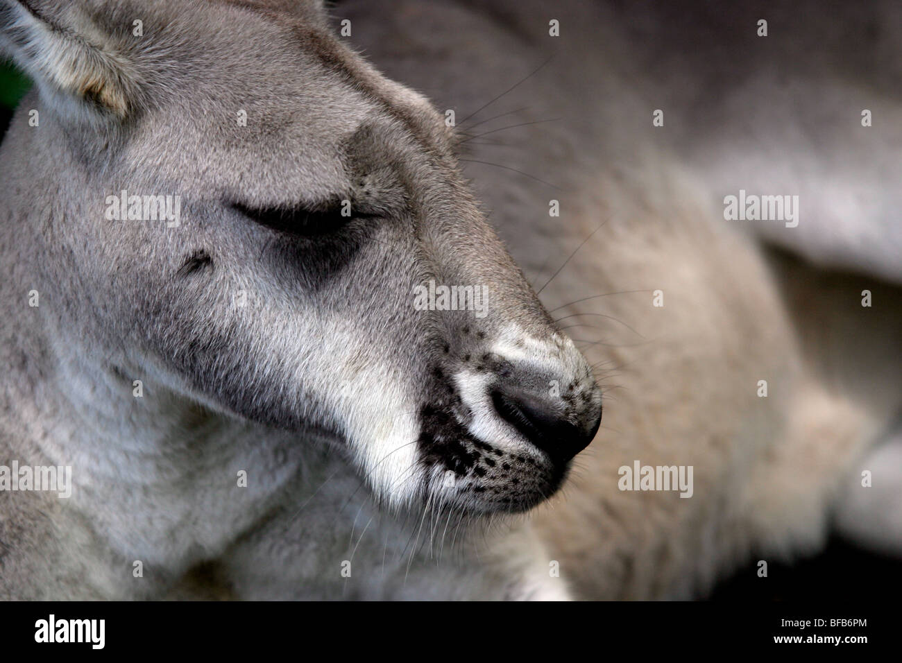 Kangaroo relaxing in Queensland, Australia Stock Photo - Alamy