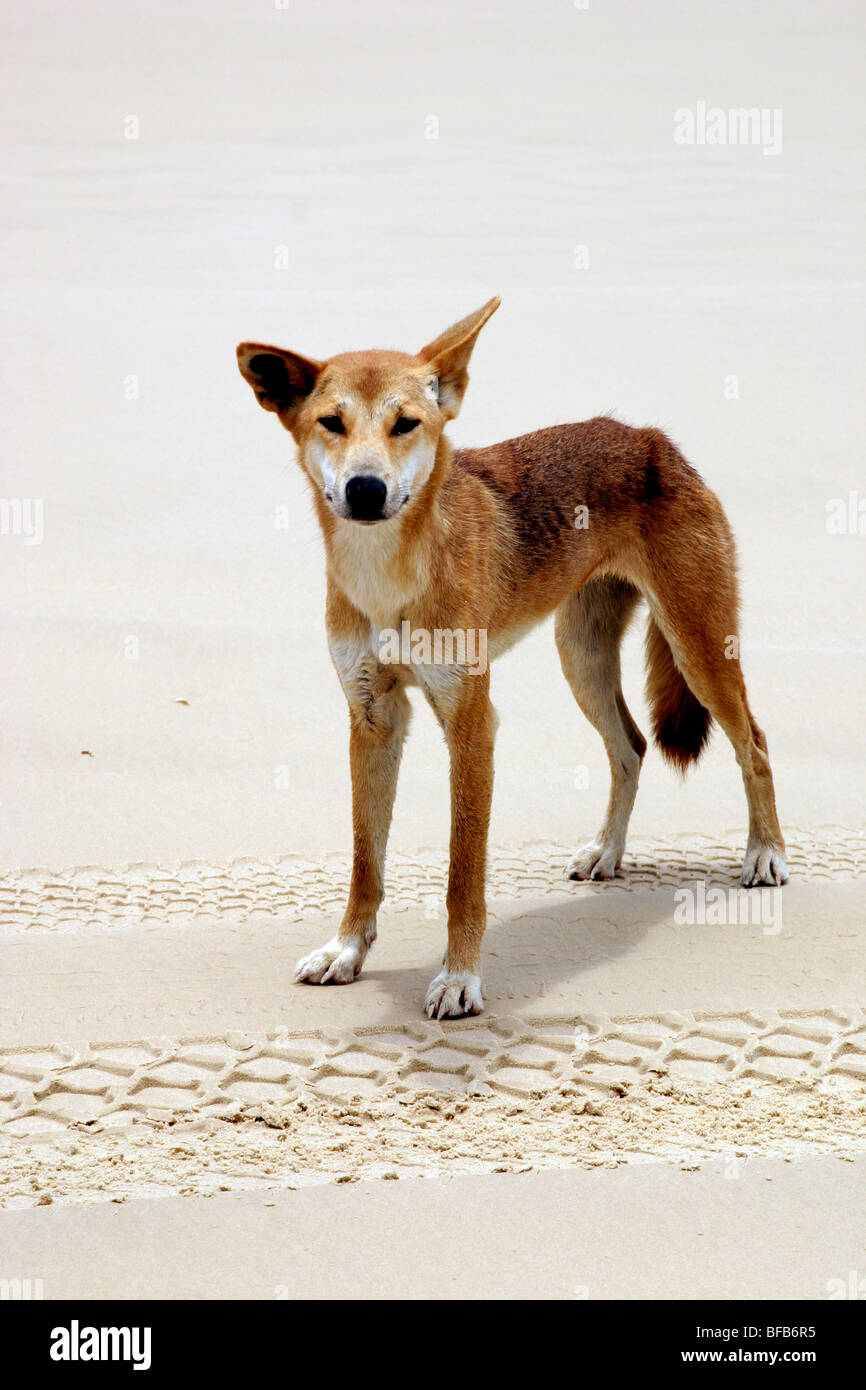 Dingo on Fraser Island, Queensland, Australia Stock Photo - Alamy