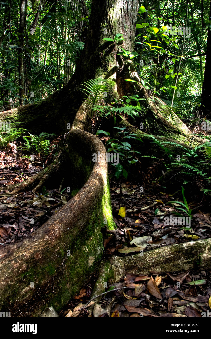 Flora in Cooloola National Park, Queensland, Australia Stock Photo - Alamy