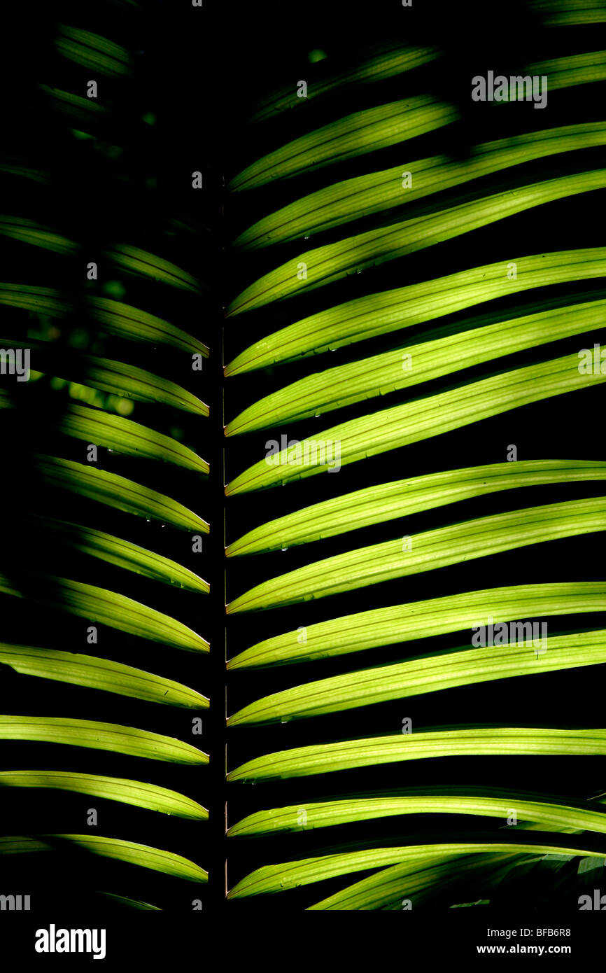 Flora in Cooloola National Park, Queensland, Australia Stock Photo - Alamy