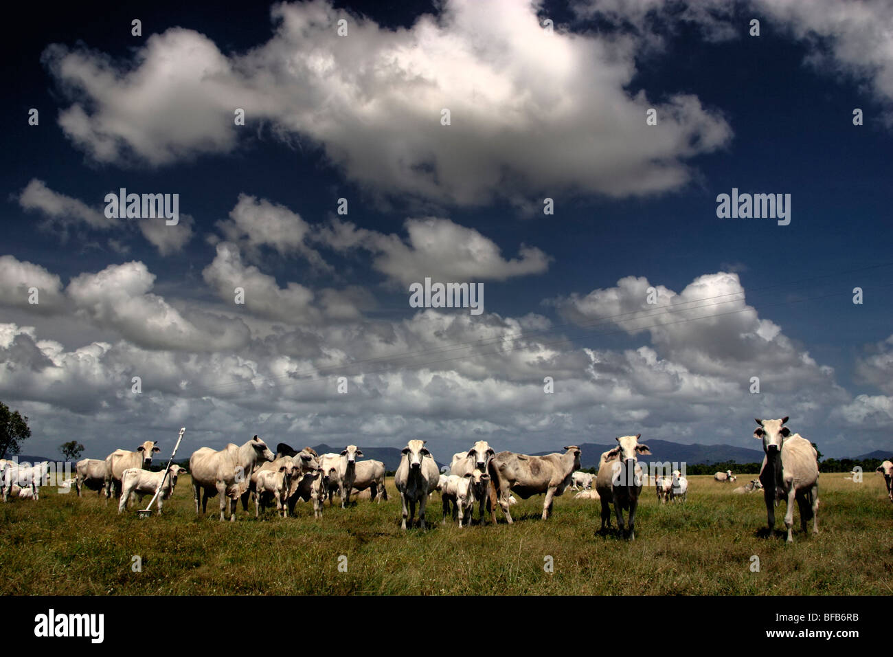 Livestock cattle on a Queensland farm, Australia Stock Photo - Alamy