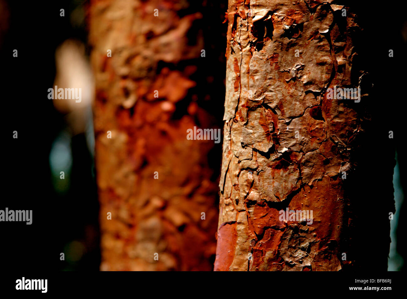 Red bark mission beach hi-res stock photography and images - Alamy