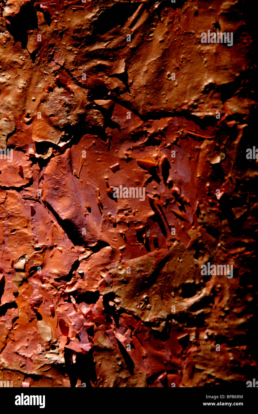 Red bark mission beach hi-res stock photography and images - Alamy