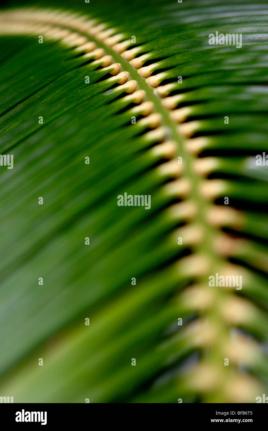 Flora in Cooloola National Park, Queensland, Australia Stock Photo - Alamy